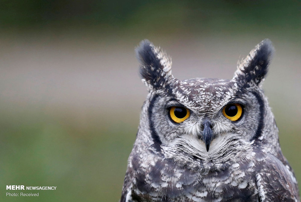 دنیای جغدها‎ (+تصاویر)